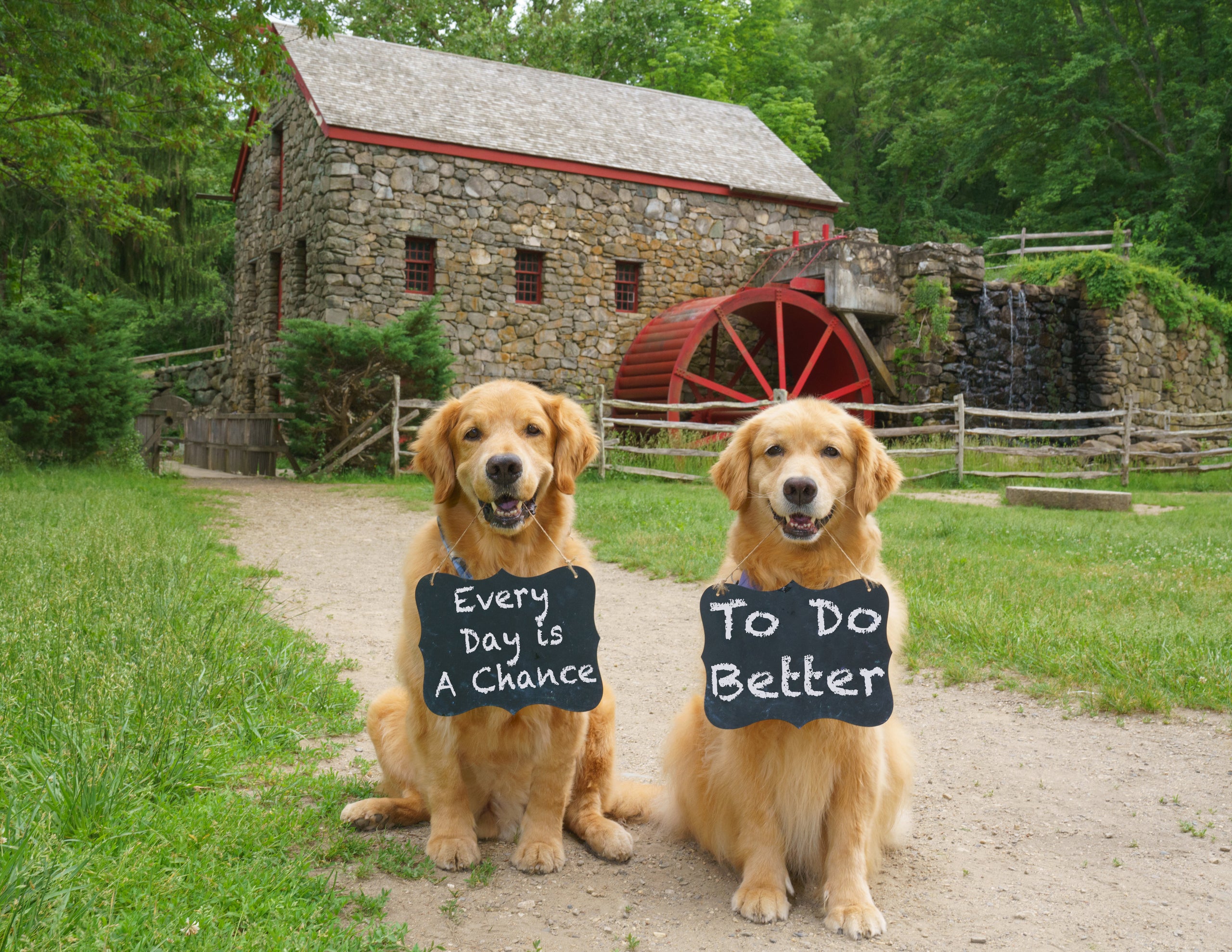 "Every Day is a New Chance" Pupdate - Photo Print - copy | The Henry Studio Print Shop