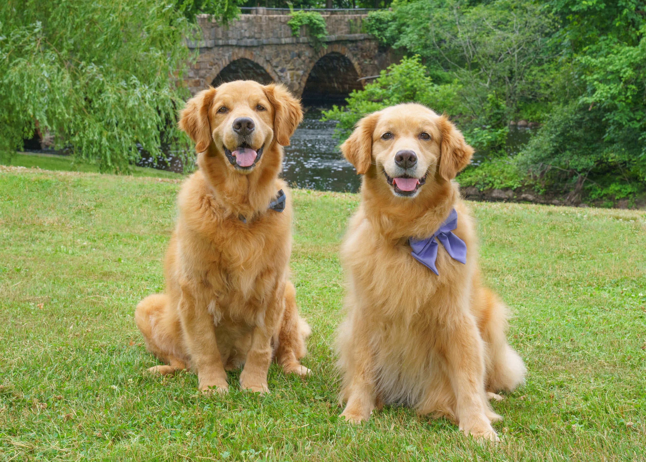 "Pups at the Park" - Photo Print | The Henry Studio Print Shop