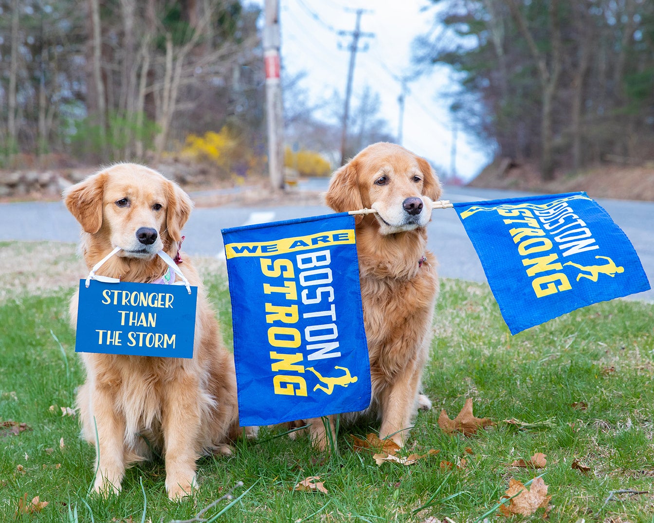 "Boston Strong Pups" Photo Print | The Henry Studio Print Shop